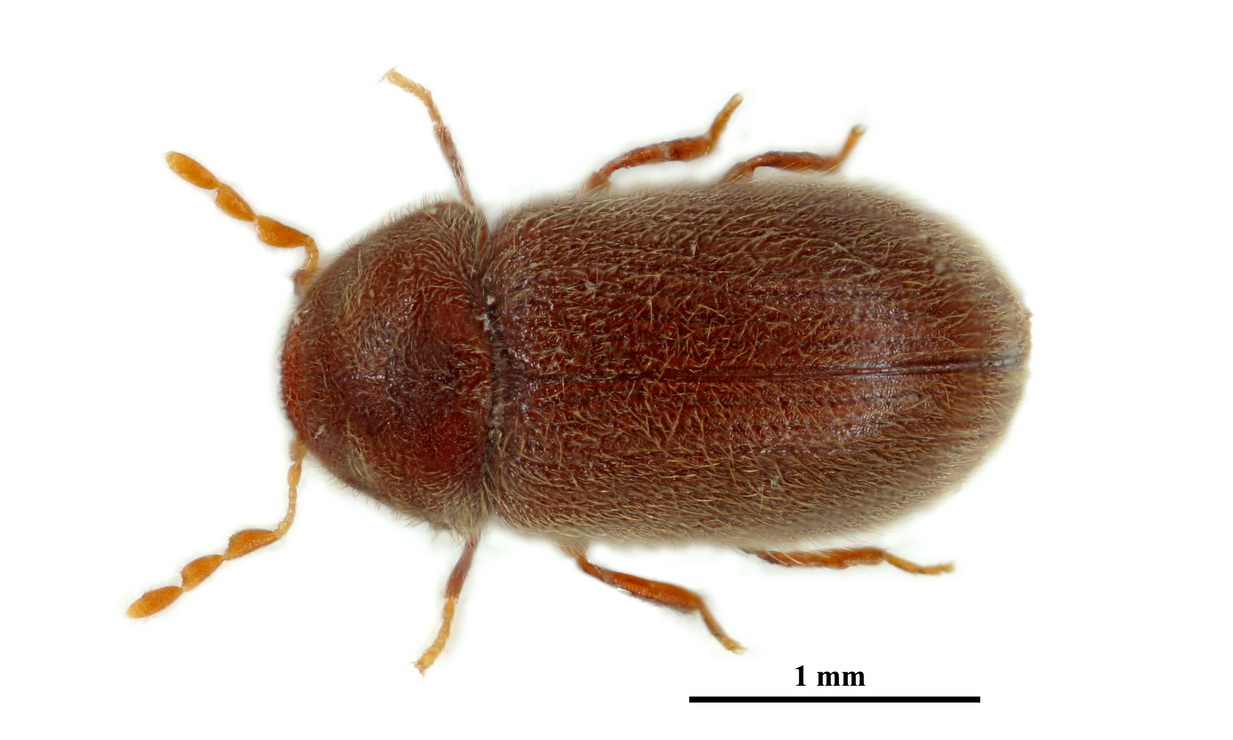 Scientific Name: Stegobium paniceum (Linnaeus)